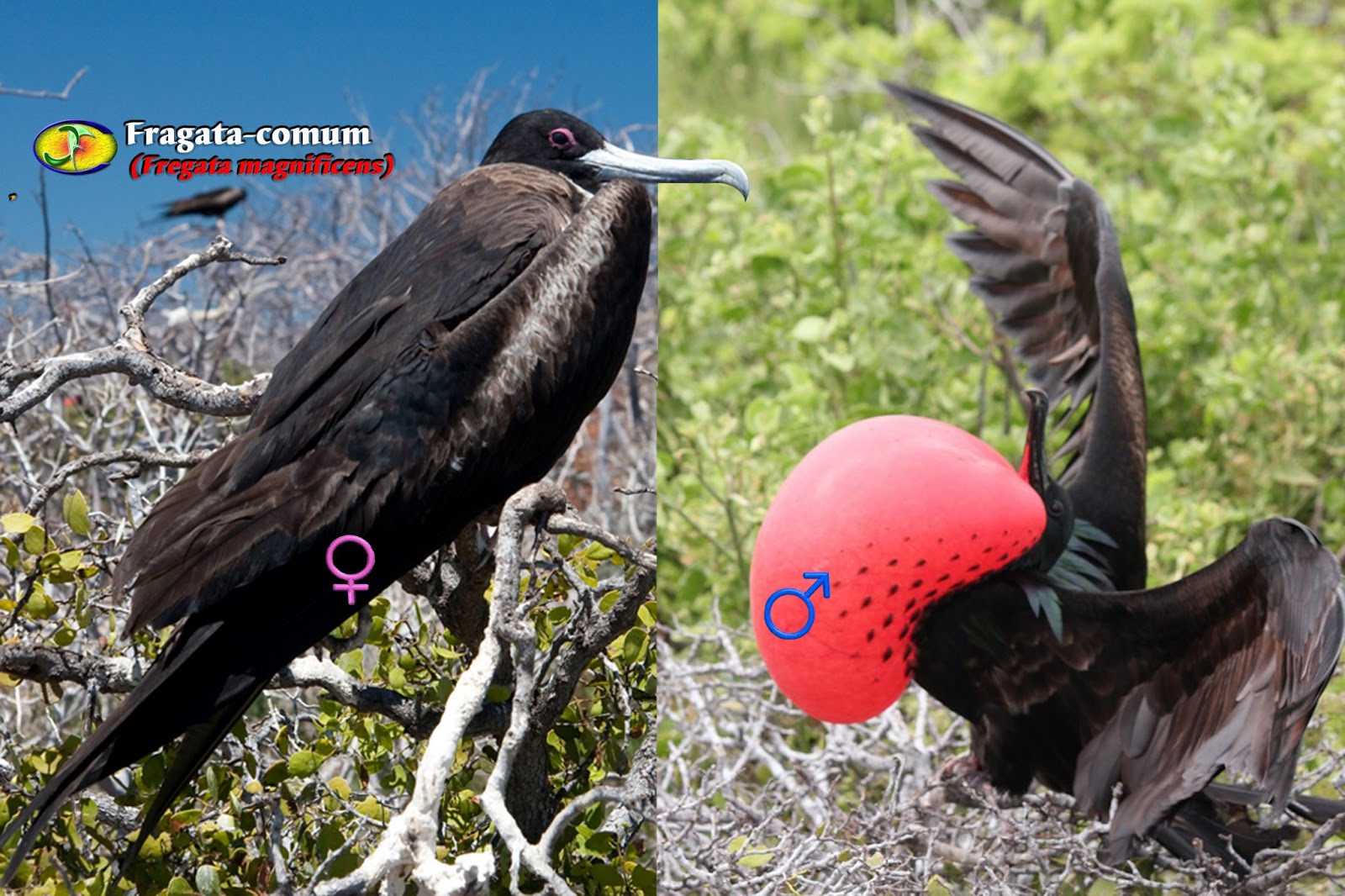 Zoologia: Fragata-comum (Fregata magnificens)